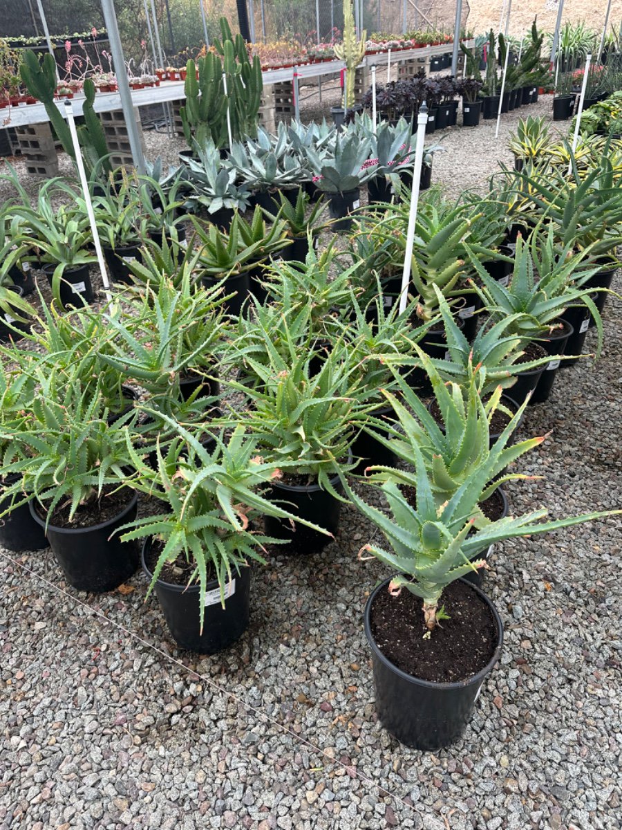 Buy Lomandra longifolia 'Tanika' (Tanika Dwarf Mat Rush) | Bidscape