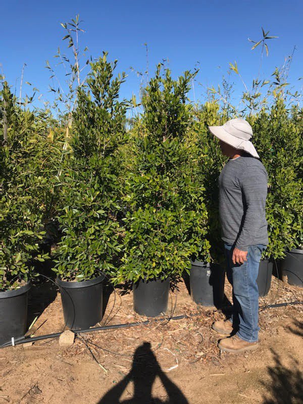 Buy Ficus microcarpa nitida 'Green Gem' (Green Gem Indian Laurel Fig)