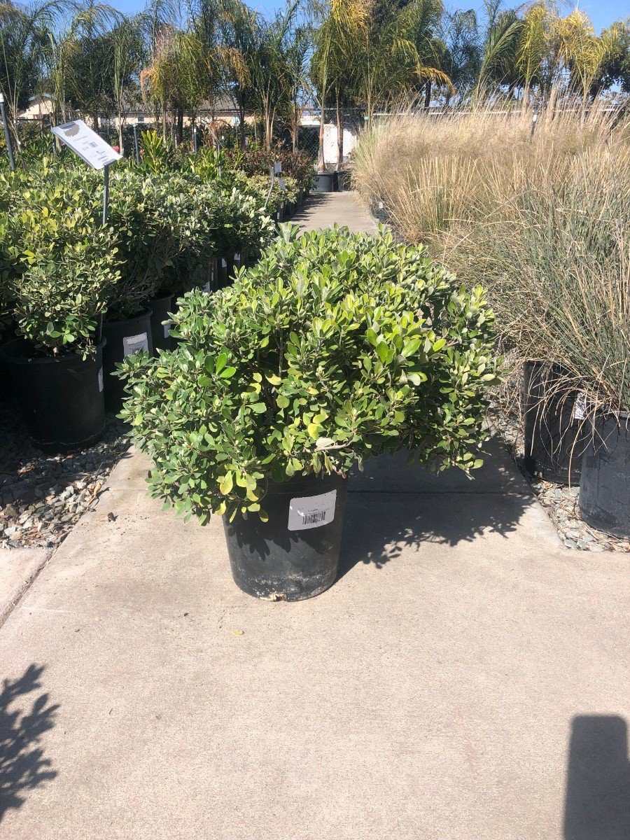 Buy Pittosporum crassifolium 'Compactum' (Dwarf Karo) | Bidscape