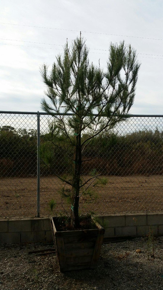 Buy Pinus halepensis (Standard) (Aleppo Pine) | Bidscape