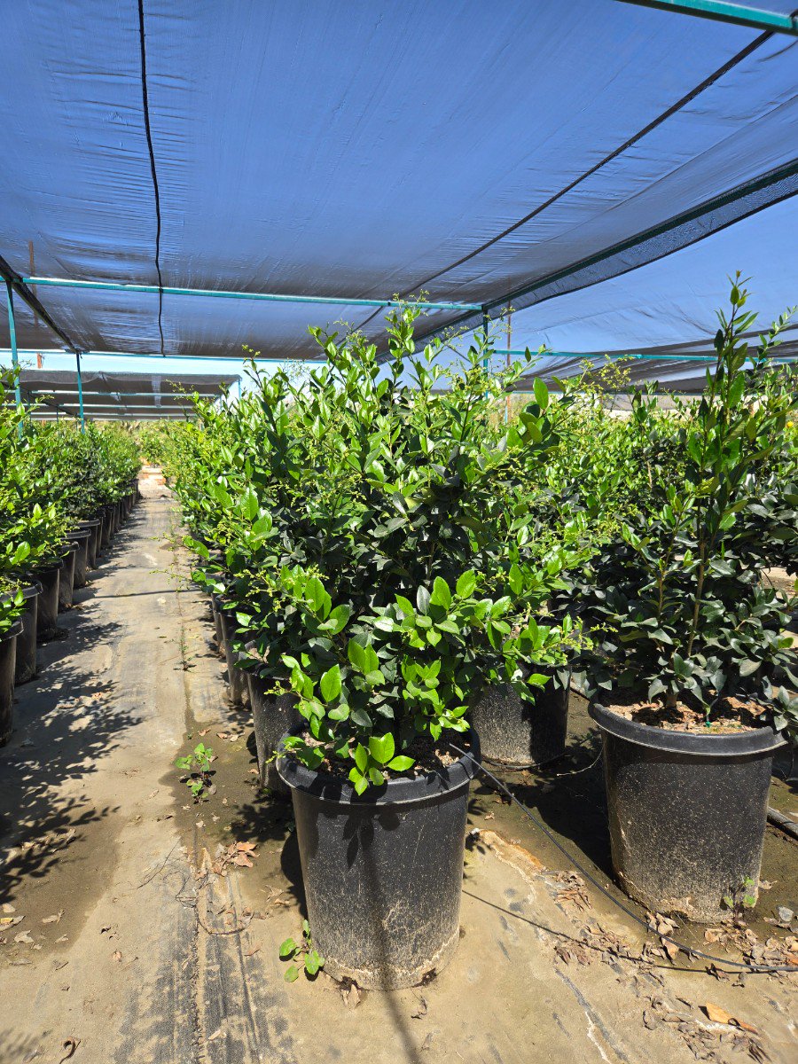 Buy Ligustrum japonicum 'Texanum' (Waxleaf Privet) | Bidscape