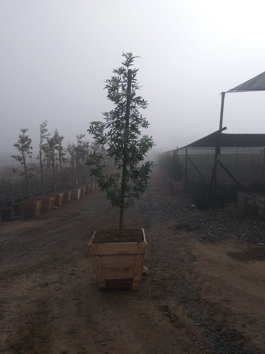 Buy Lyonothamnus floribundus asplenifolius (Standard)