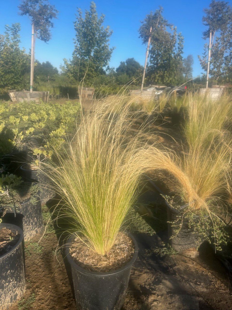 Buy Nassella tenuissima 'Pony Tails' (Mexican Feathergrass)