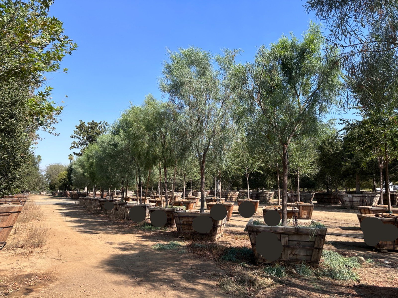 Buy Acacia xanthophloea (Fever tree) | Bidscape