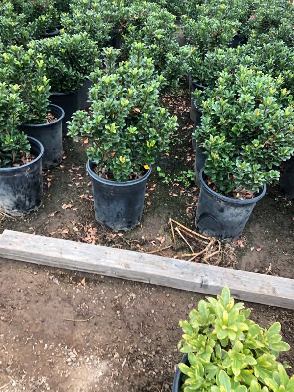 Buy Rhaphiolepis umbellata 'Minor' (Dwarf Yedda Hawthorn) | Bidscape