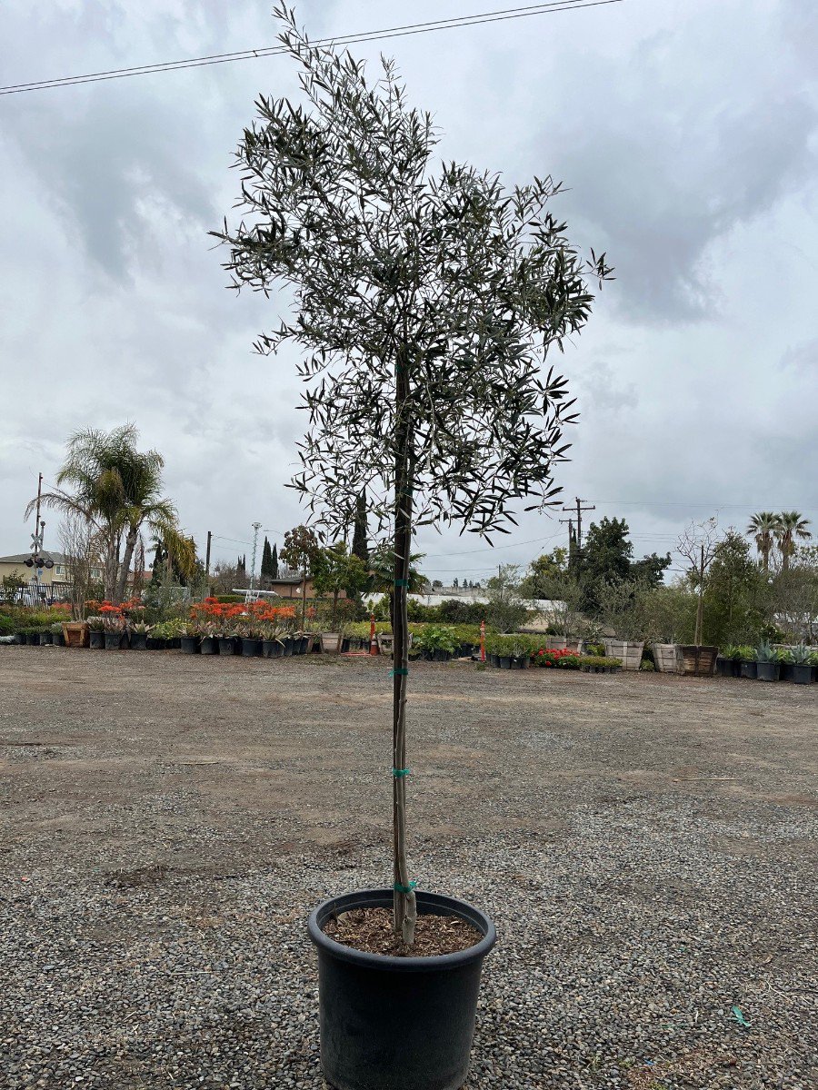 Buy Olea europaea 'Barouni' (Barouni Olive) | Bidscape
