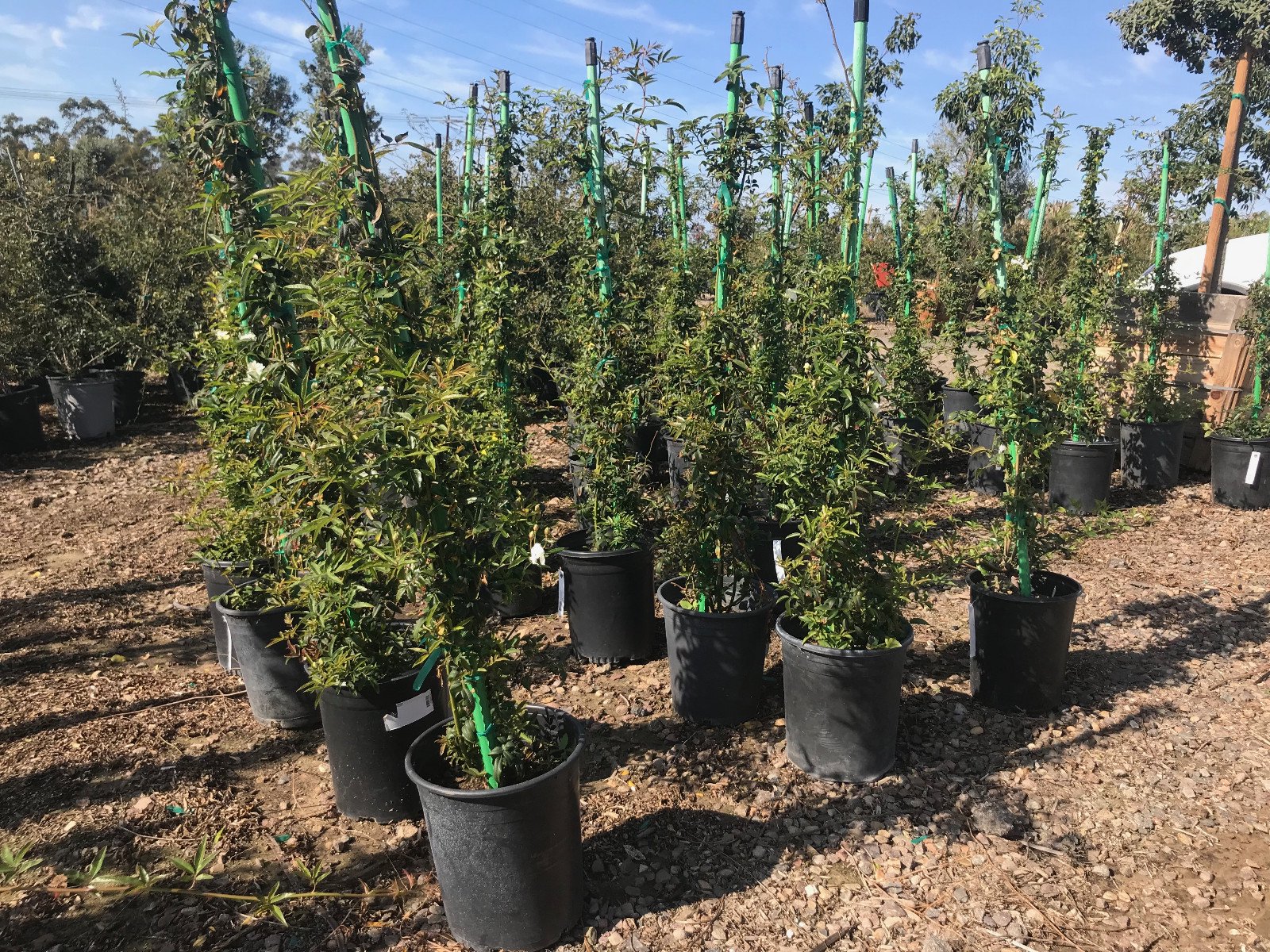 Buy Rosa banksiae 'Alba Plena' (White Lady Banks Climbing Rose)