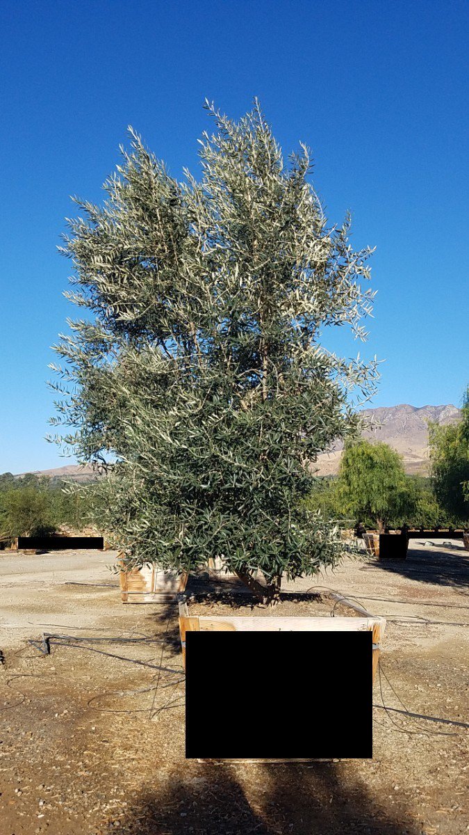Buy Olea europaea 'Swan Hill' (Multi) (Swan Hill Fruitless Olive)
