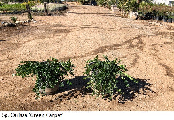 Buy Carissa macrocarpa ‘Green Carpet’ (Green Carpet Natal Plum)