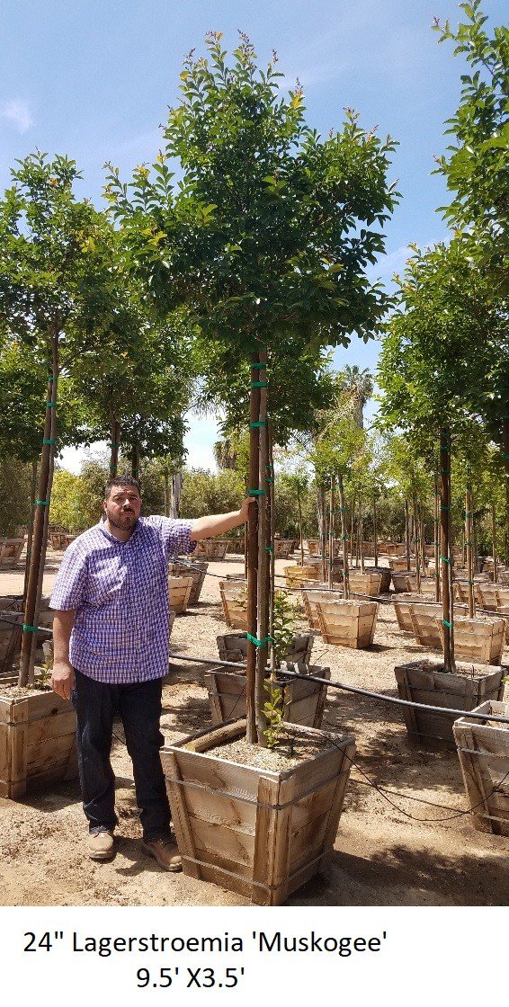 Buy Lagerstroemia indica x fauriei 'Muskogee' (Standard)