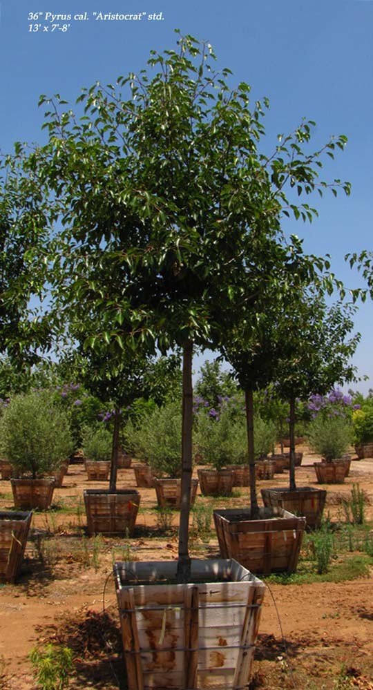 Buy Pyrus calleryana (Standard) (Callery Pear) | Bidscape
