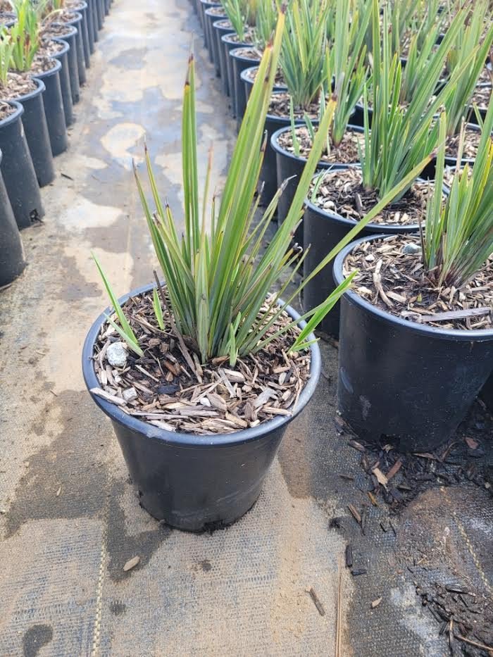 Buy Dianella revoluta 'Little Rev' (Little Rev Flax Lily) | Bidscape
