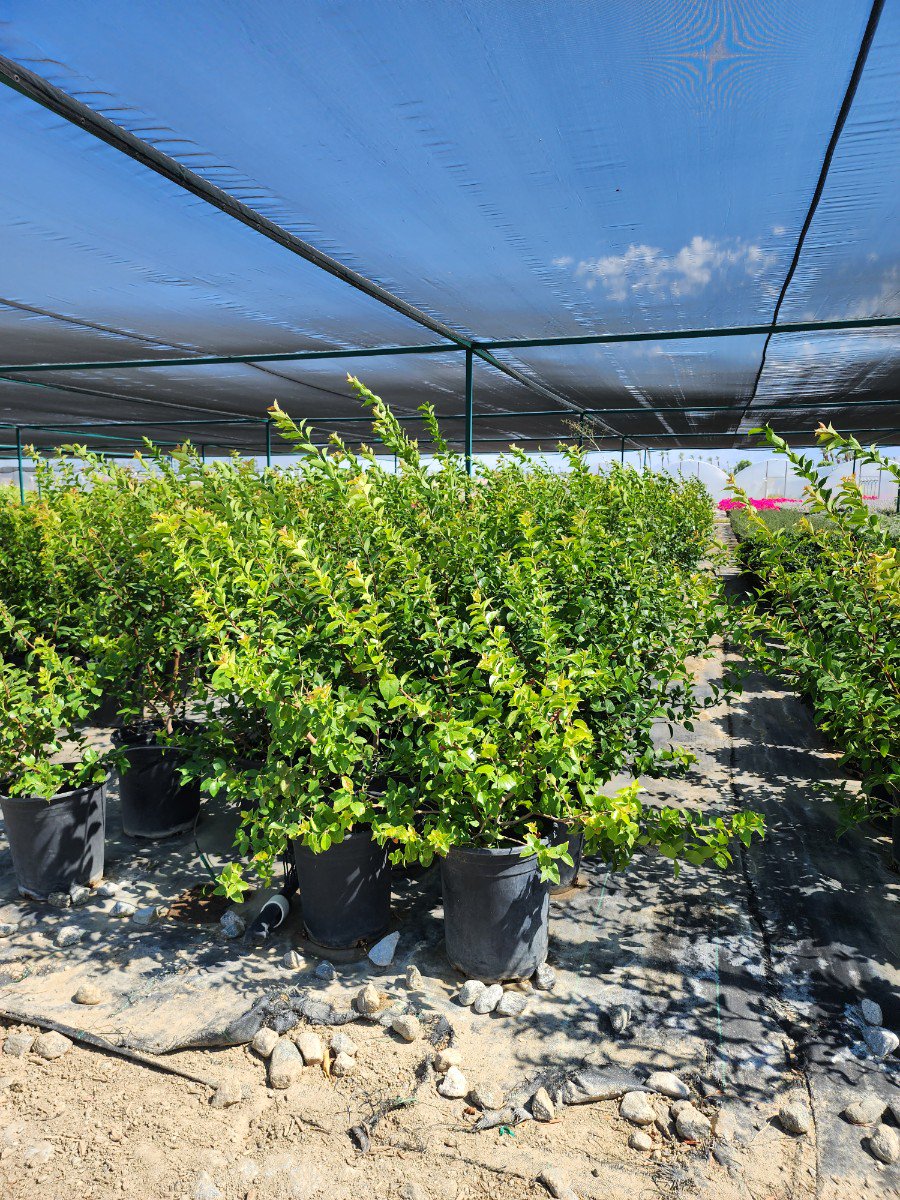 Buy Deschampsia caespitosa 'Northern Lights'