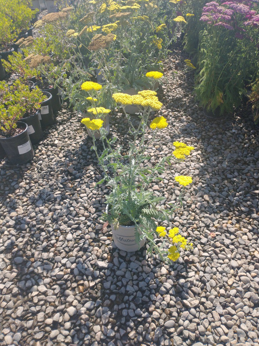 Buy Achillea millefolium (Common Yarrow) | Bidscape