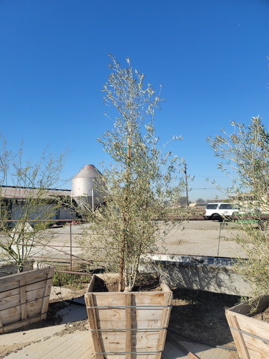 Buy Olea europaea 'Fruitless' (Multi) (Fruitless Olive) | Bidscape