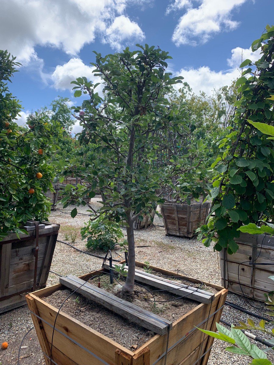 Buy Ficus carica 'Panache' (Panache Tiger Stripe Fig) | Bidscape