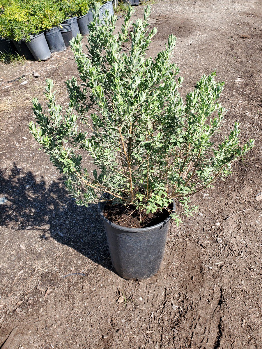 Buy Leucophyllum frutescens (Texas Sage) | Bidscape