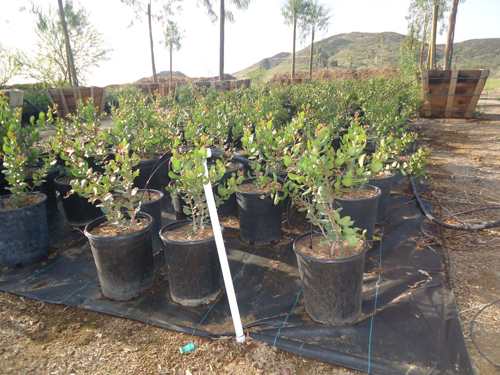 Buy Rhus integrifolia (Lemonade Berry) | Bidscape