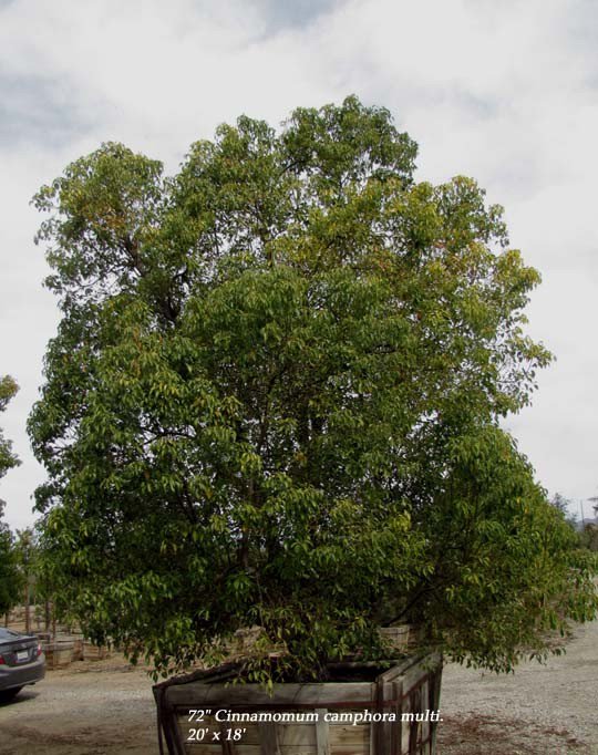 Buy Lagerstroemia indica 'Seminole Pink' (Seminole Pink Crape Myrtle)