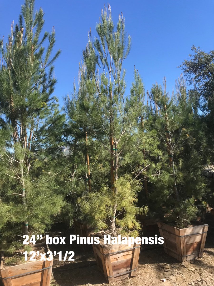 Buy Pinus halepensis (Standard) (Aleppo Pine) | Bidscape