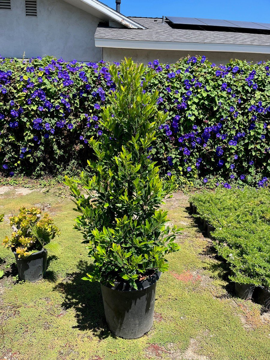 Buy Prunus caroliniana 'Compacta' (Standard)