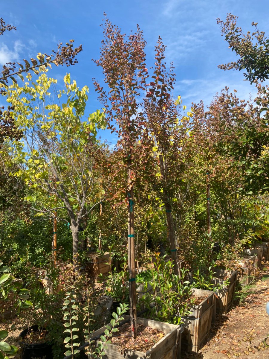 Buy Lagerstroemia indica 'Watermelon Red'