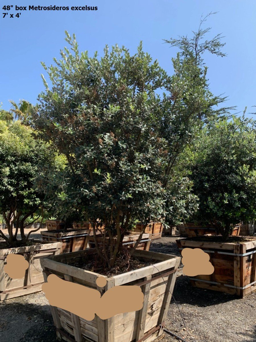 Buy Metrosideros excelsa (Low Branching) (New Zealand Christmas Tree)