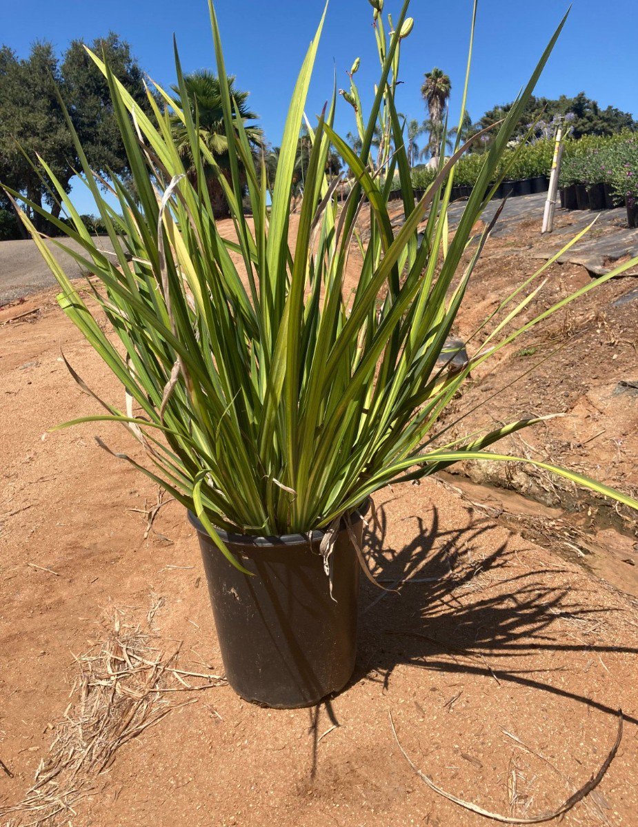Buy Dietes grandiflora 'Variegata' (Striped Fortnight Lily)