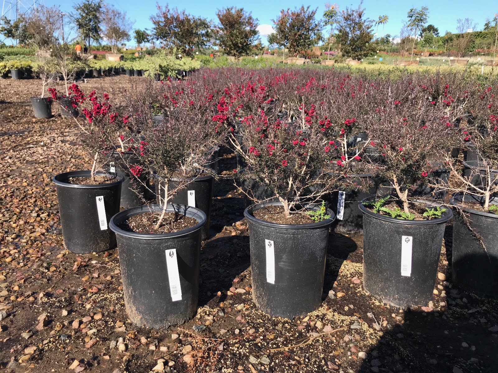 Buy Leptospermum scoparium (Tea Tree) | Bidscape