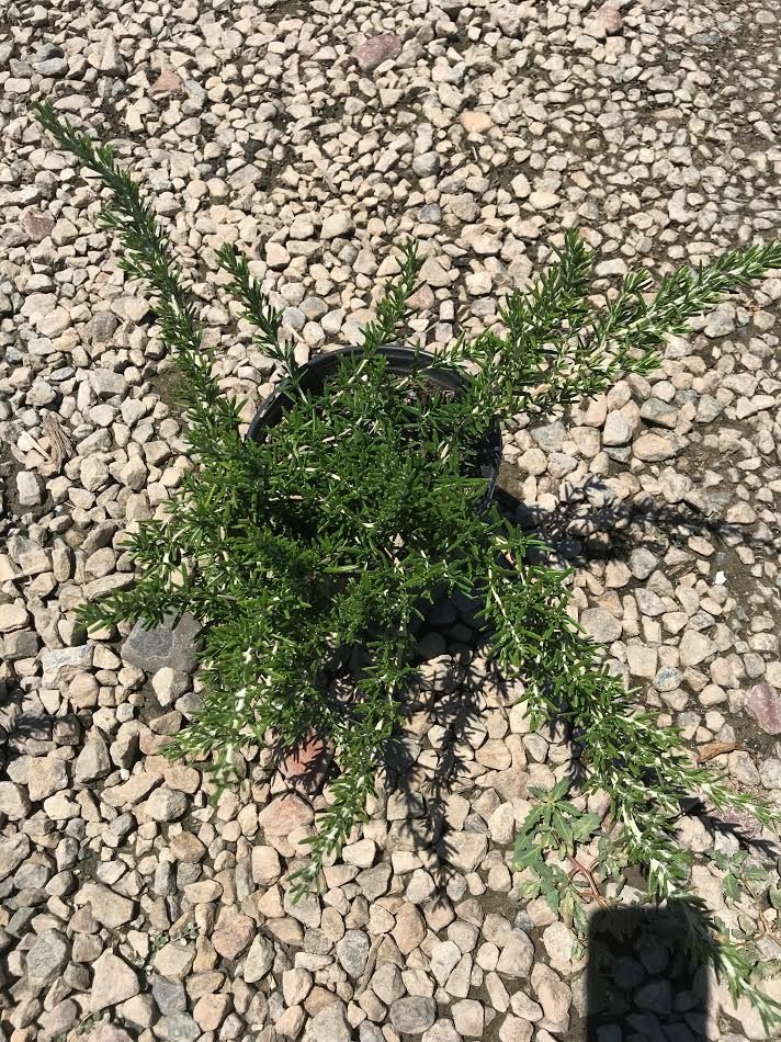 Buy Rosmarinus officinalis 'Boule' (Boule Rosemary) | Bidscape