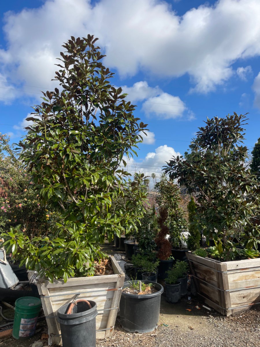 Buy Magnolia grandiflora 'Little Gem'