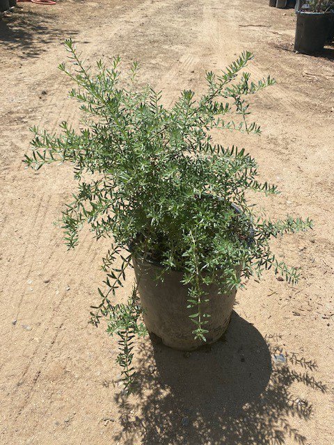 Buy Westringia fruticosa 'Mundi' (Low Coast Rosemary) | Bidscape