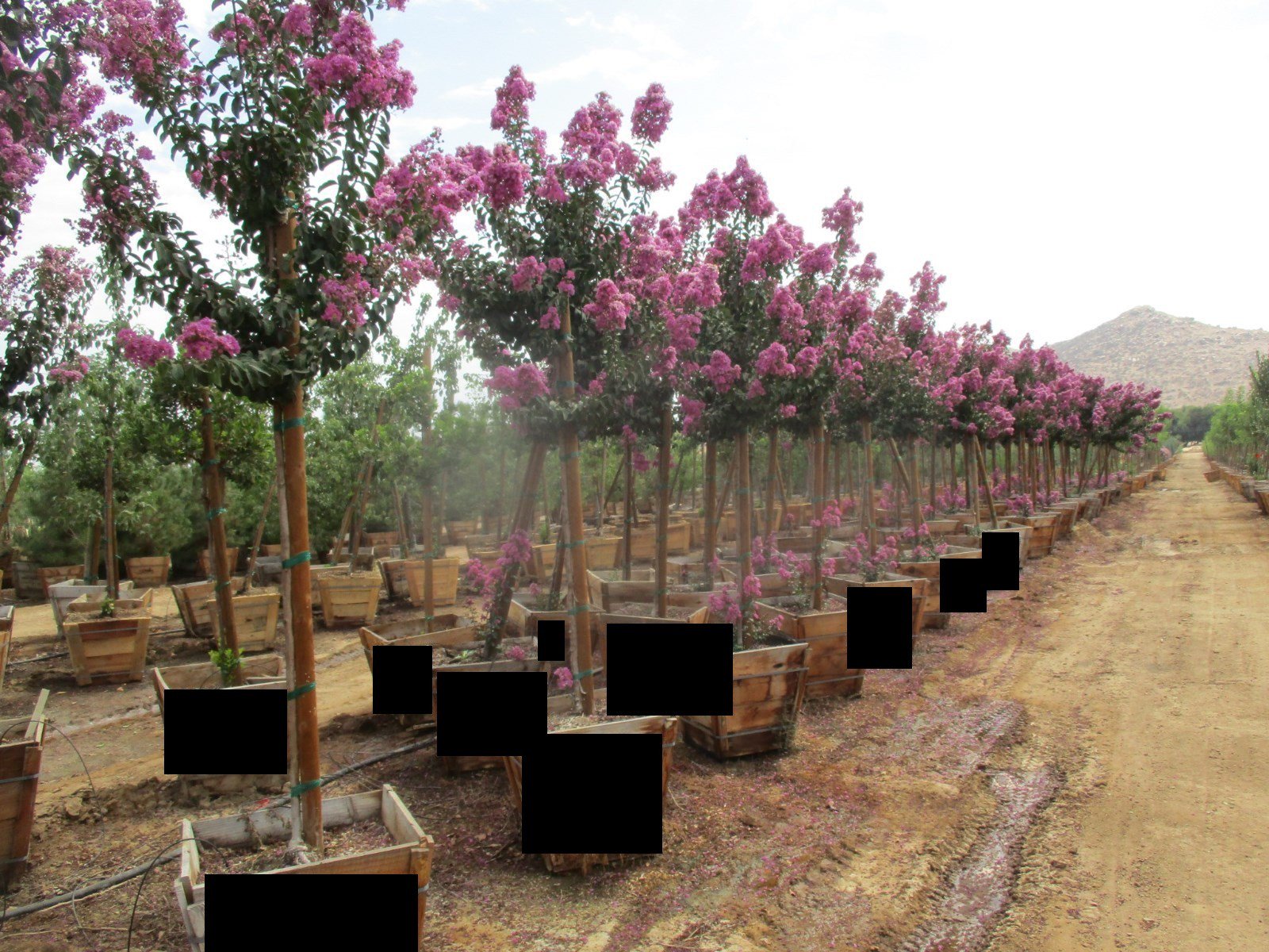 Buy Lagerstroemia indica 'Purple' (Purple Crape Myrtle) | Bidscape