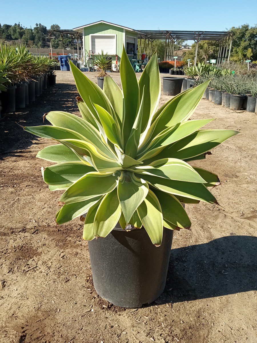 Buy Agave attenuata 'Variegata' (Variegated Fox Tail Agave)
