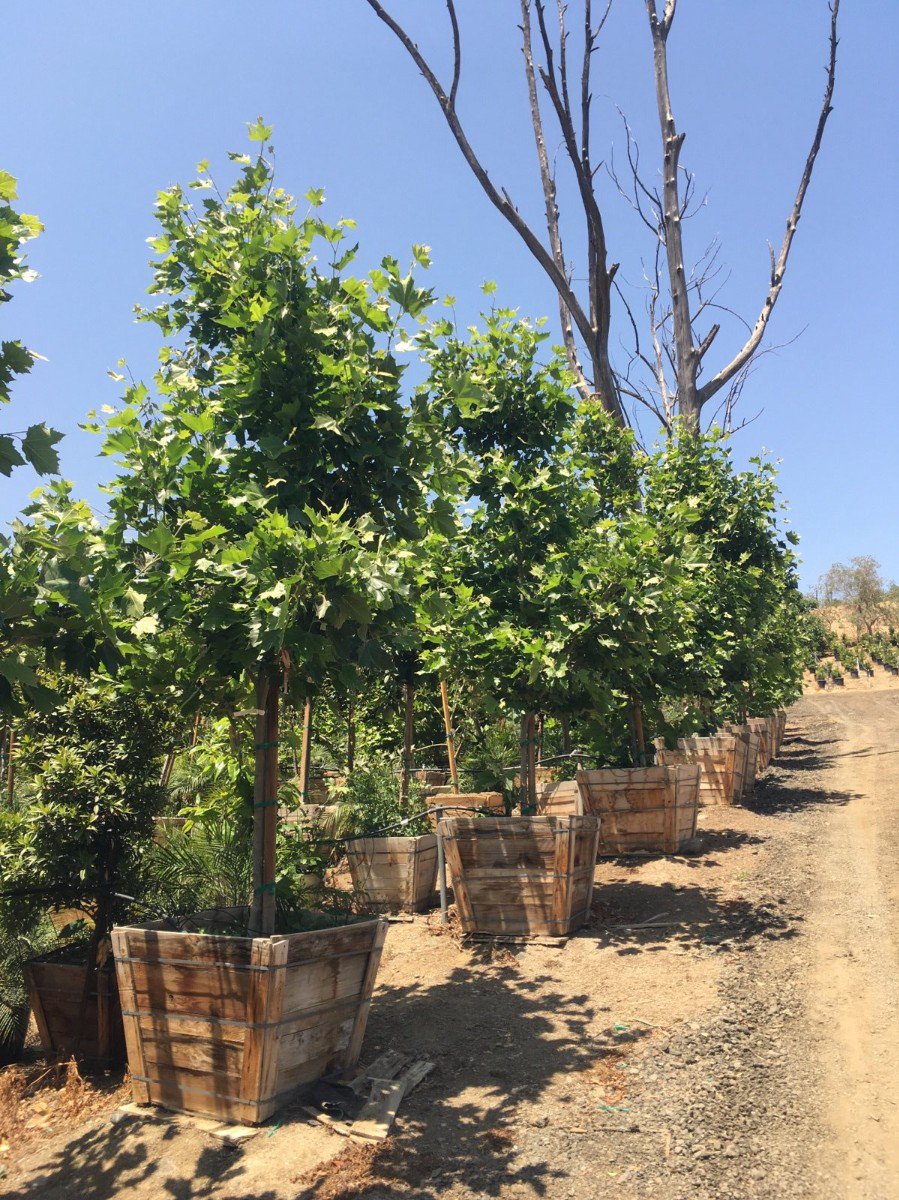 Buy Quercus acerifolia (Multi) (maple-leaved oak) | Bidscape