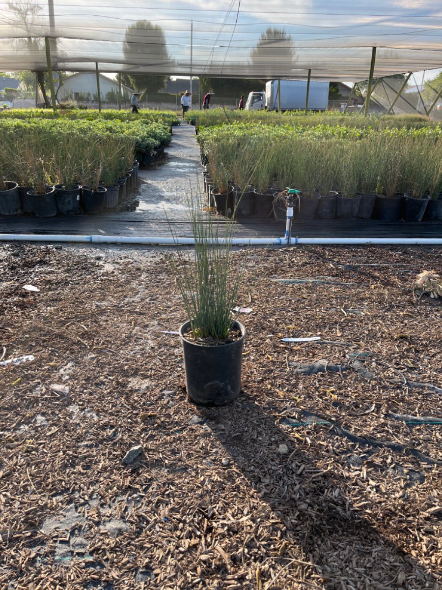 Buy Juncus patens 'Elk Blue' (Elk Blue California Gray Rush)