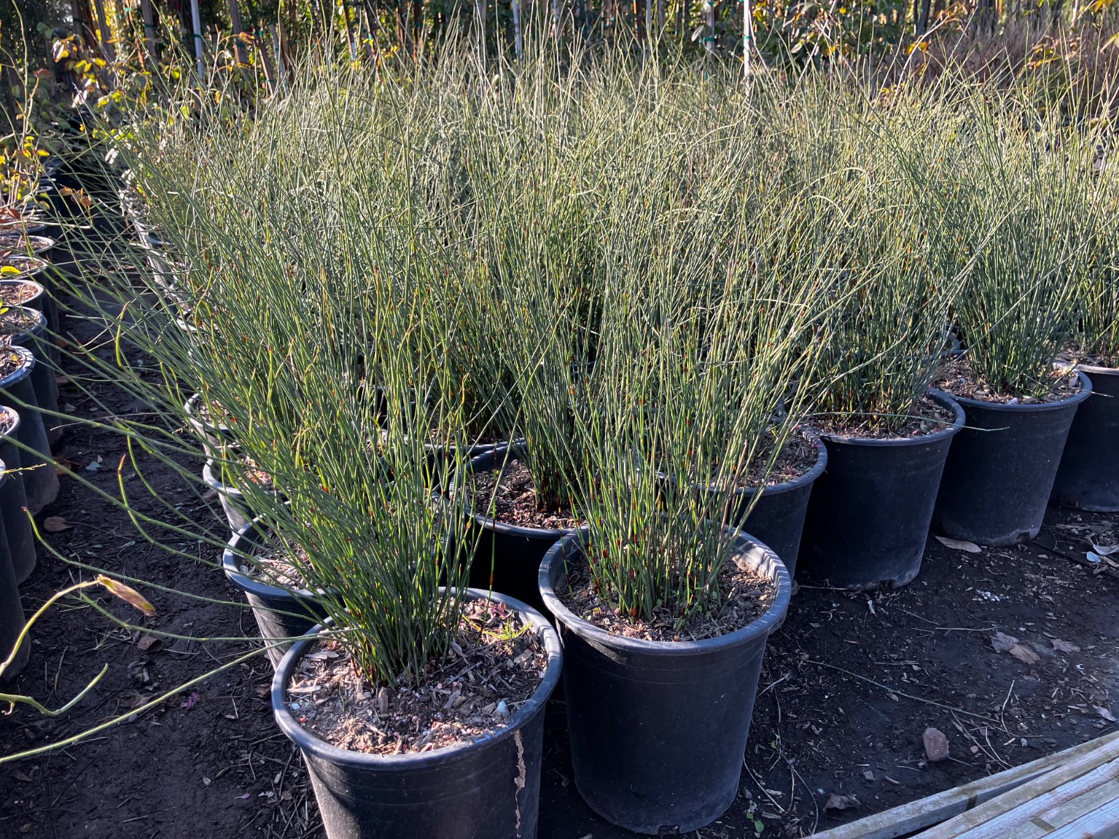 Buy Chondropetalum tectorum 'El Campo' (El Campo Small Cape Rush)