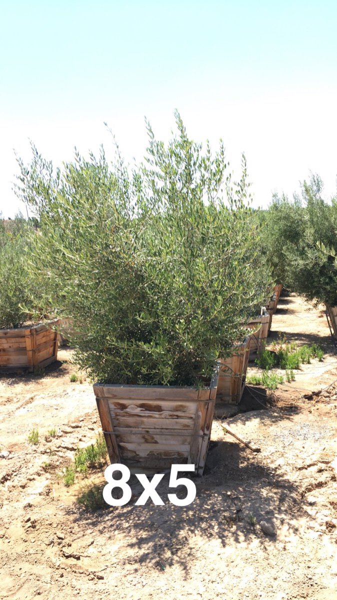 Buy Olea europaea 'Fruitless' (Low Branch) (Fruitless Olive)