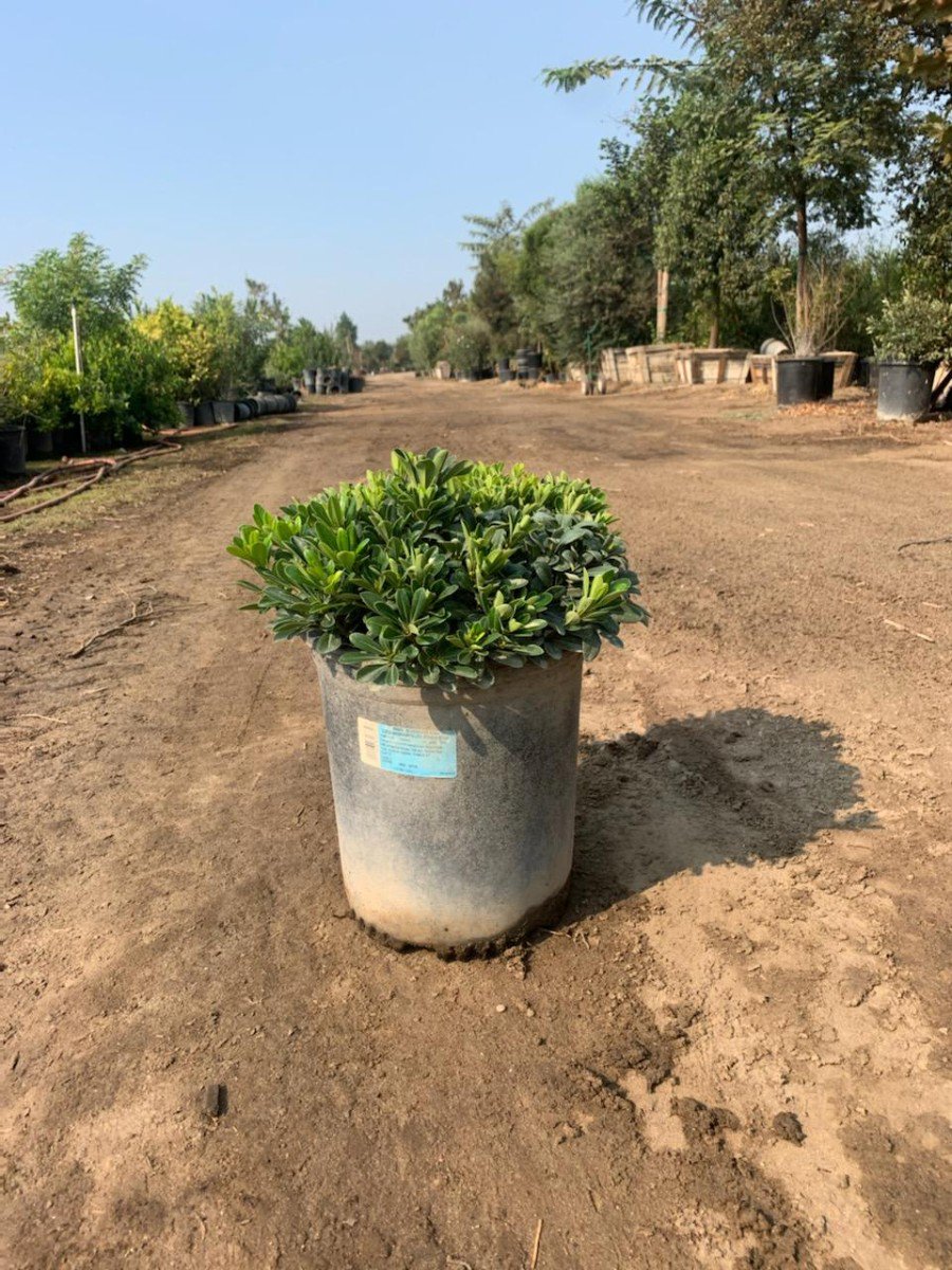 Buy Pittosporum tobira 'Wheeler's Dwarf'