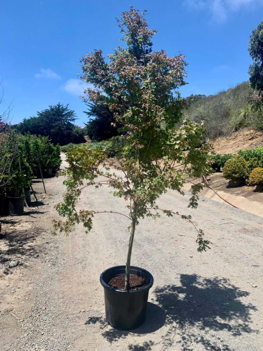 Buy Acer palmatum var. dissectum 'Red Dragon'