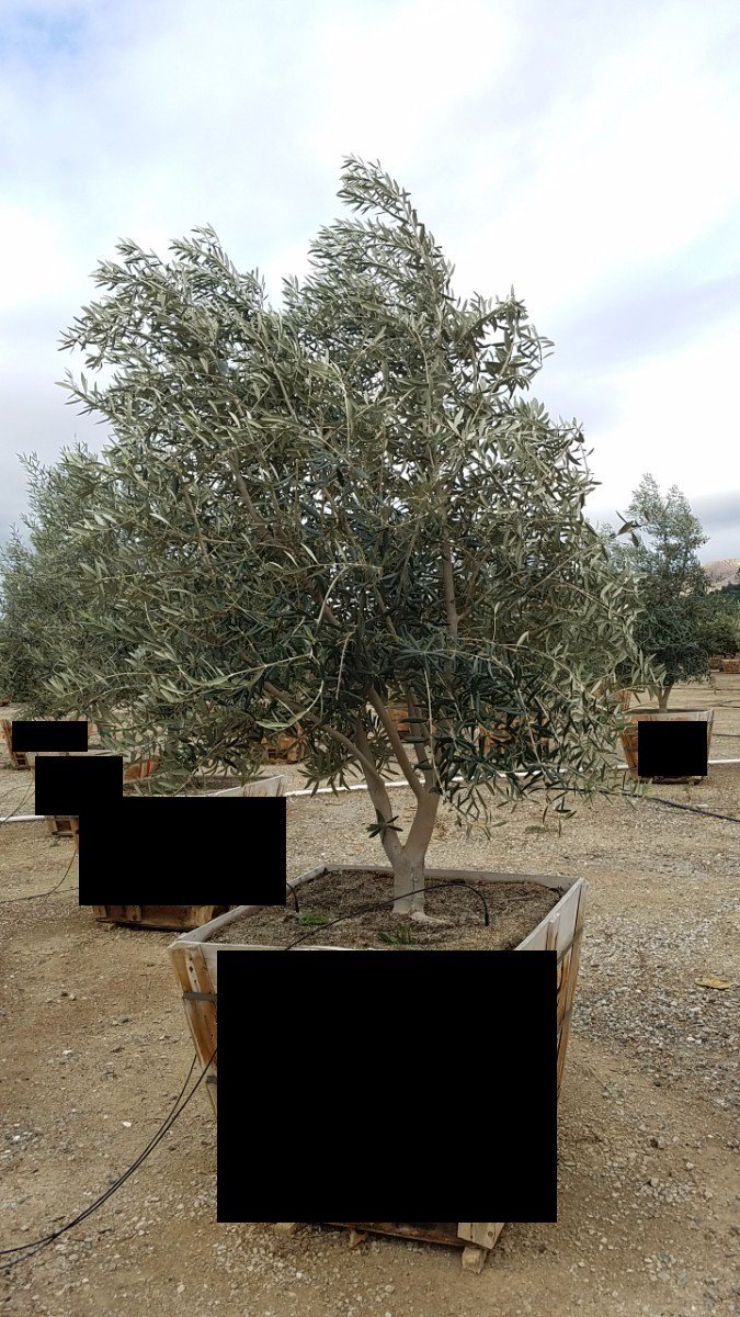 Buy Olea europaea 'Fruitless' (Low Branch) (Fruitless Olive)