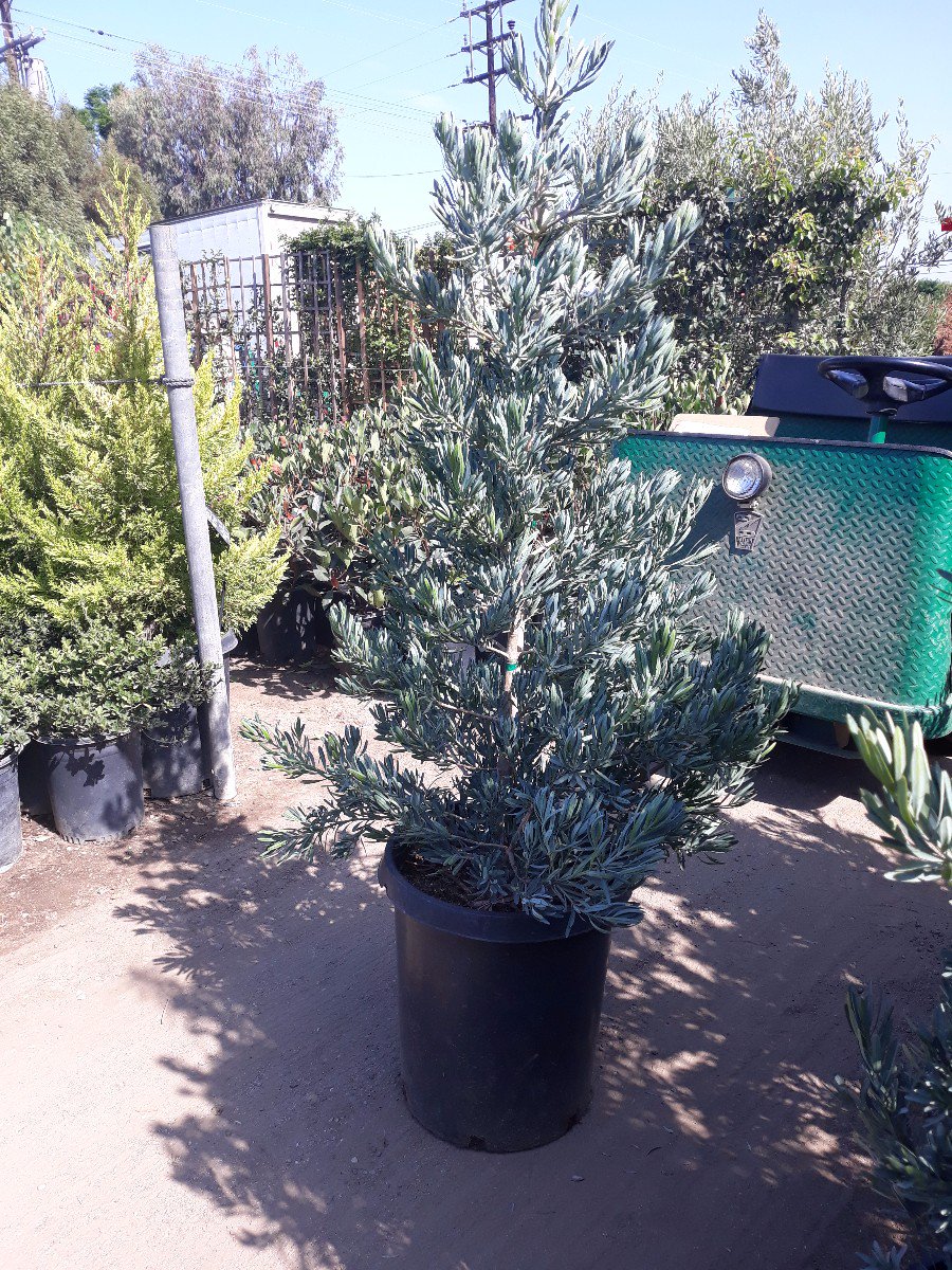 Buy Podocarpus elongatus 'Monmal' (Column) (Icee Blue Yellow-Wood)