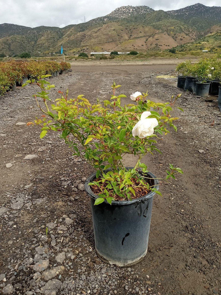 Buy Rosa 'Iceberg' (White) (Iceberg Shrub Rose) | Bidscape