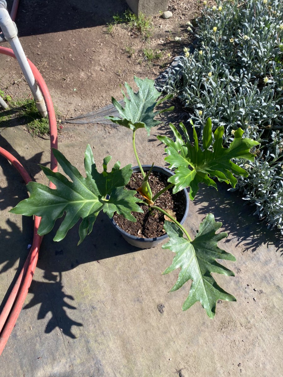 Buy Philodendron selloum (Tree philodendron) | Bidscape