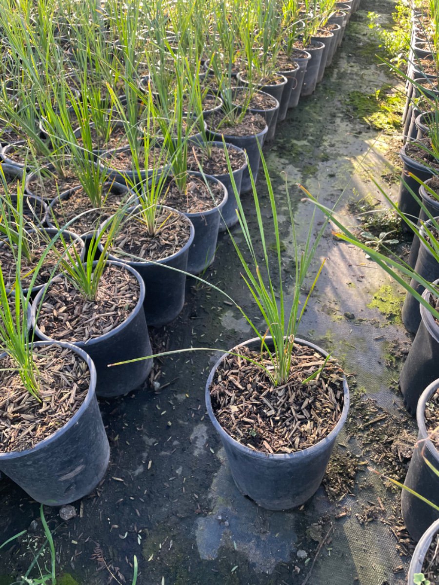 Buy Lomandra longifolia 'Breeze' (Dwarf Mat Rush 'Breeze') | Bidscape