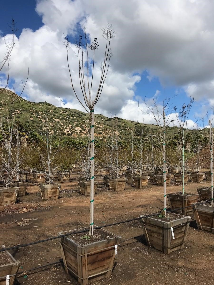 Buy Lagerstroemia x 'Tuskeegee' (Standard)