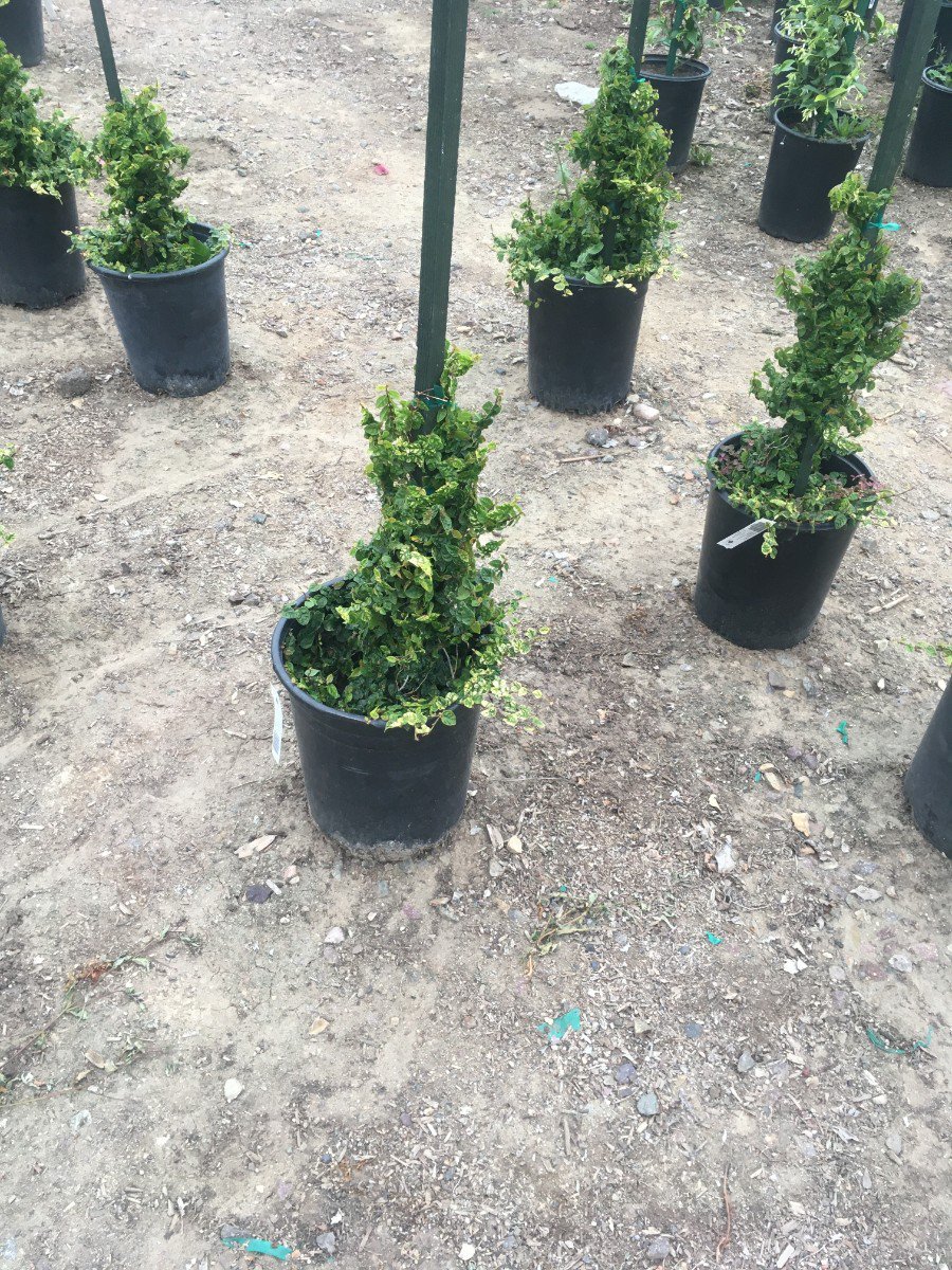 Buy Ficus pumila (F. repens) (Creeping Fig, Fig Ivy) | Bidscape
