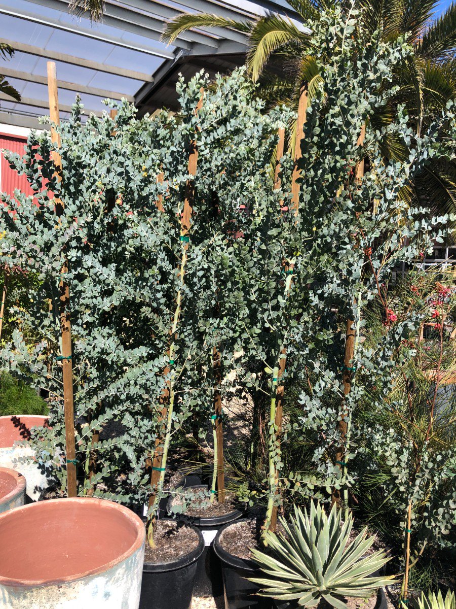 Buy Acacia podalyriifolia (Pearl Acacia) | Bidscape