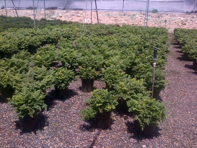 Buy Rumohra adiantiformis (Leatherleaf Fern) | Bidscape