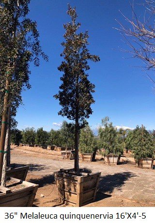 Buy Melaleuca quinquenervia (Standard) (Cajeput Tree) | Bidscape